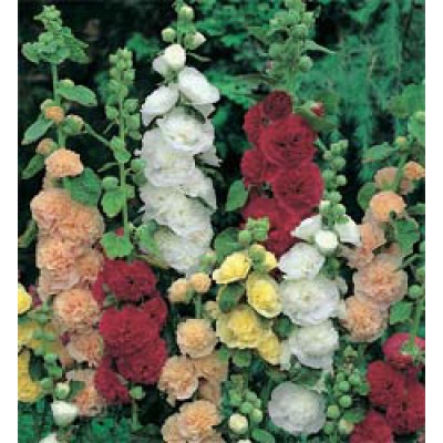 Alcea rosea d doppelt Mix - Stockrose - Saatgut kaufen
