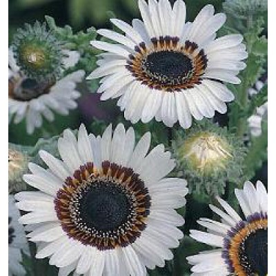 Venidium fastuosum Black and White - Venidie Asterngewächs - Saatgut kaufen