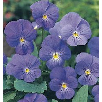 viola cornuta blütezeit