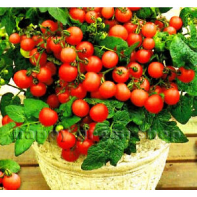 Tomaten Koralik - Balkontomate - Saatgut kaufen