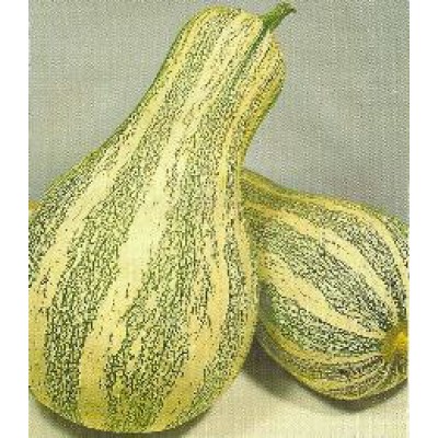 Kalebasse Cushaw Green Striped - Saatgut bestellen